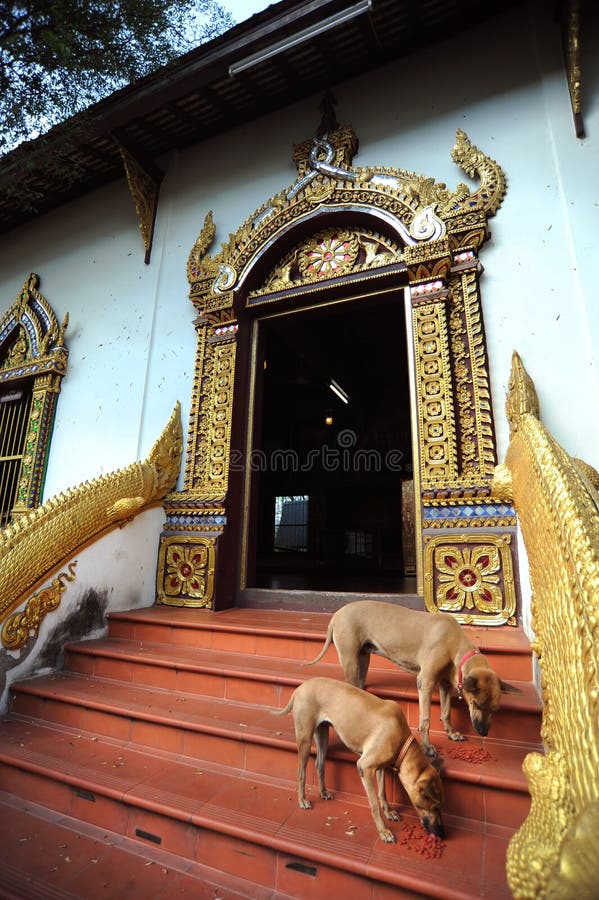 El Perro Come La Comida En El Templo Budista Imagen de archivo - Imagen ...