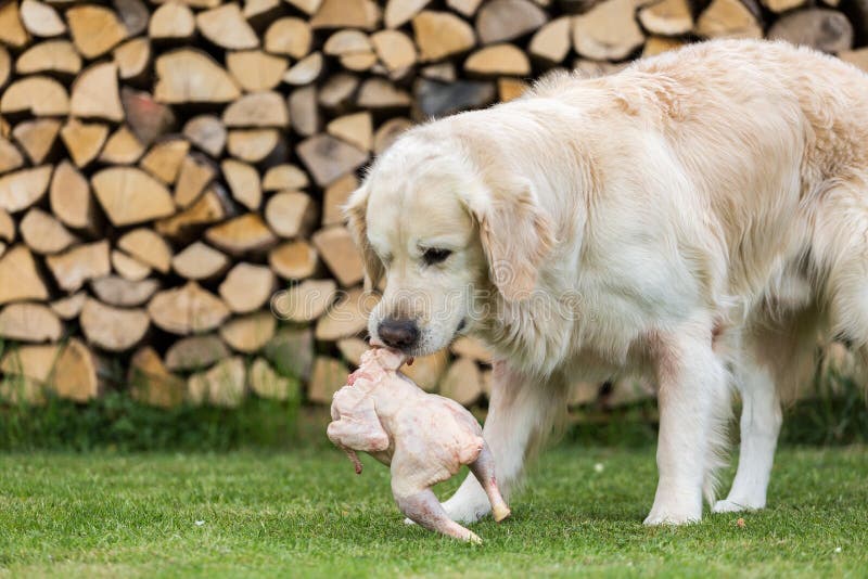 El perro come un pollo foto de archivo. Imagen de leal - 54220534