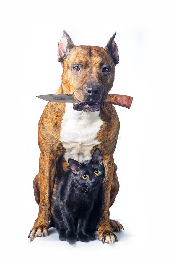 El Perro Con Un Cuchillo En Sus Dientes, Protege El Gatito Imagen de ...