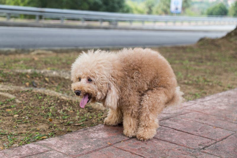 El Perro De Caniche Pooping Defeca En La Trayectoria Del Paseo En El ...