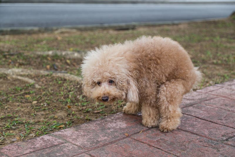 El Perro De Caniche Pooping Defeca En La Trayectoria Del Paseo En El ...