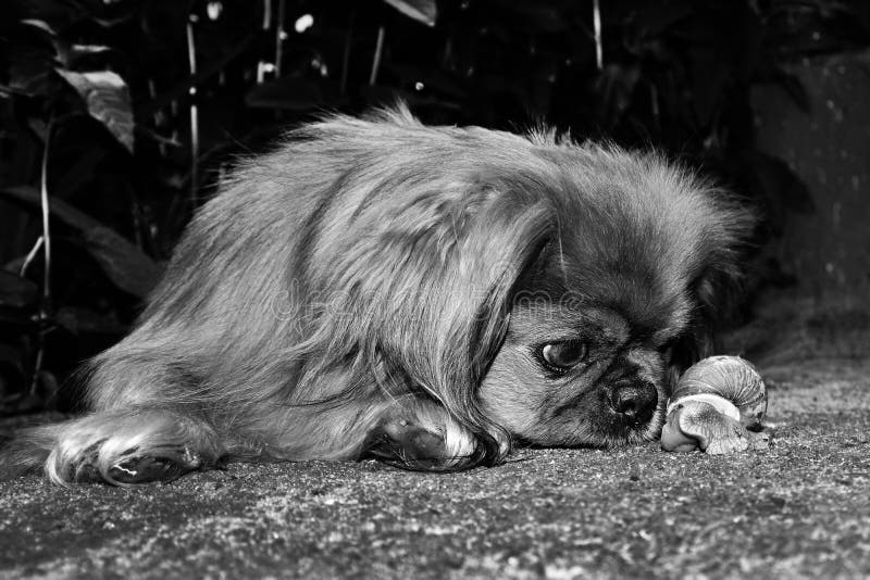 El Perro De La Calle Huele El Caracol Imagen de archivo - Imagen de ...