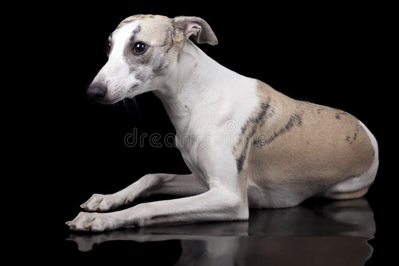 El perro del lebrel imagen de archivo. Imagen de estudio - 32964477