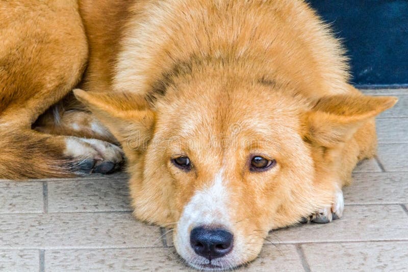 Perro Agachado Fotos De Stock - Download 95 Fotos Libres de Derechos