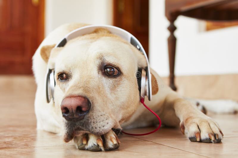Perro Con Auriculares De Música Imagen de archivo - Imagen de mascota ...