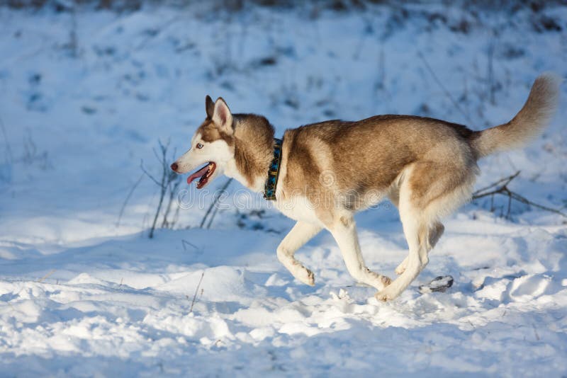El Perro Esquimal Del Funcionamiento Imagen de archivo - Imagen de ...