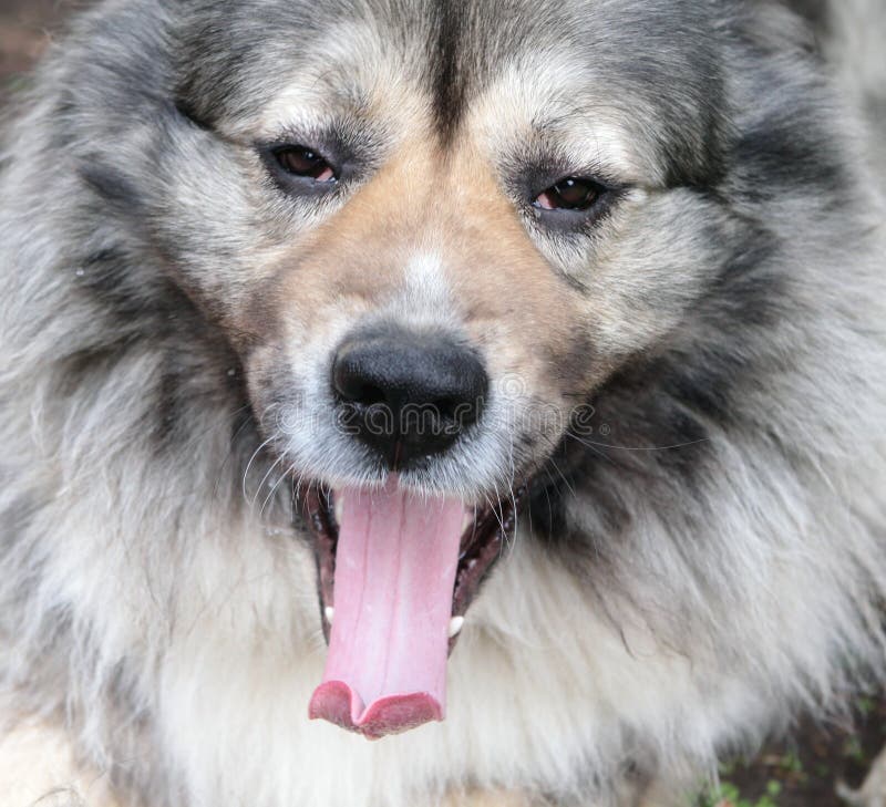 El perro está bostezando imagen de archivo. Imagen de cara - 14357049