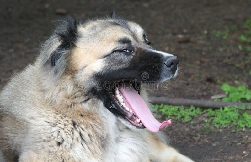 El perro está bostezando imagen de archivo. Imagen de nariz - 14357075
