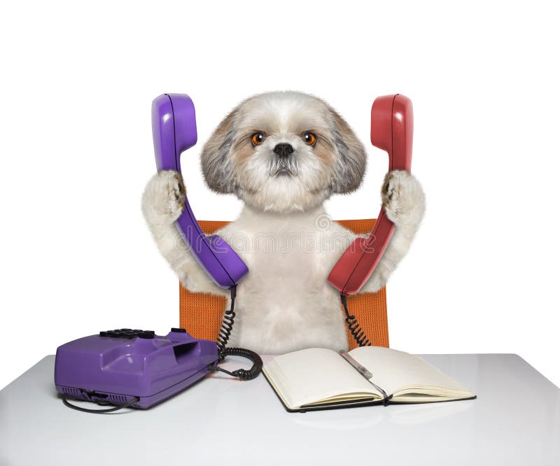 El Perro Está Hablando Sobre Dos Teléfonos Imagen de archivo - Imagen ...