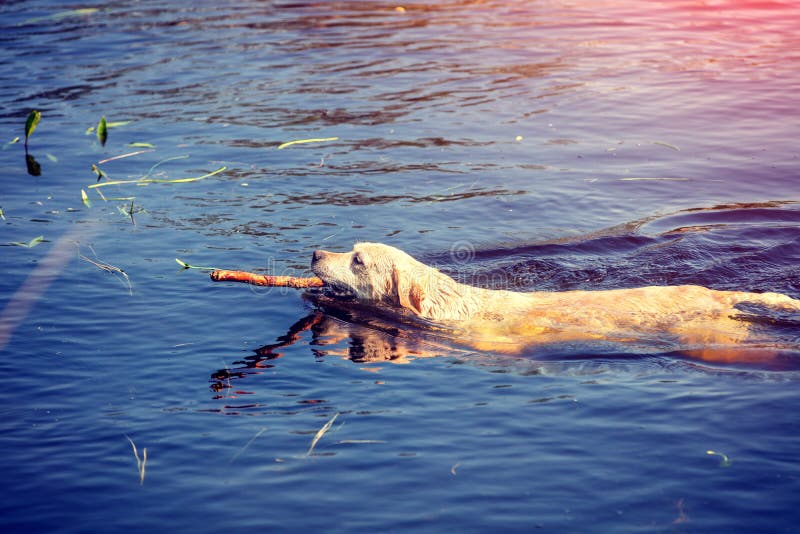 Perro Del Labrador Retriever Que Sostiene Un Palillo En El ...