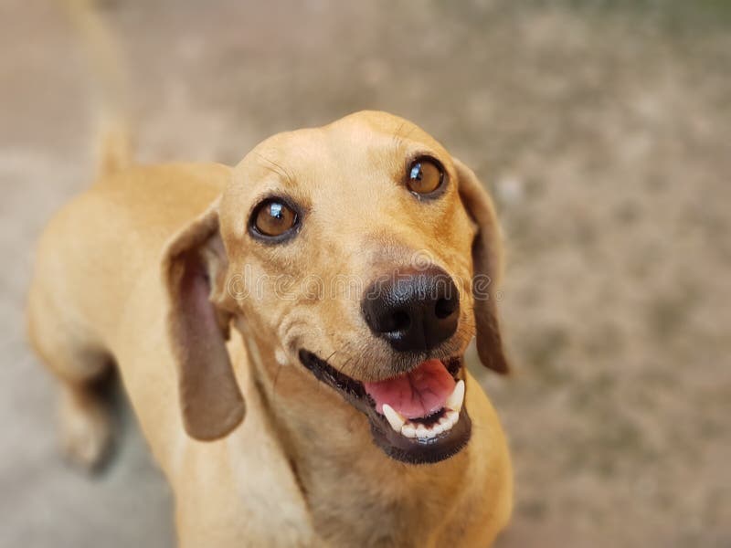 El Perro Feliz Estilo De Vida Imagen de archivo - Imagen de perro ...