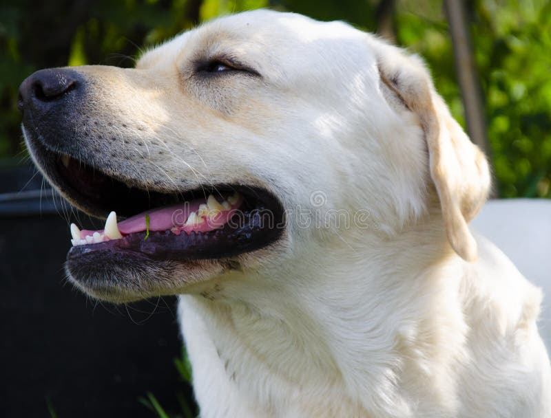 El Perro Labrador Sonriente Feliz Imagen de archivo - Imagen de retrato ...