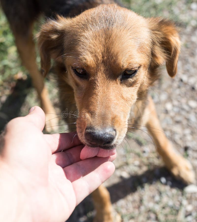 El Perro Lame La Mano Del Hombre Imagen de archivo - Imagen de fondo ...
