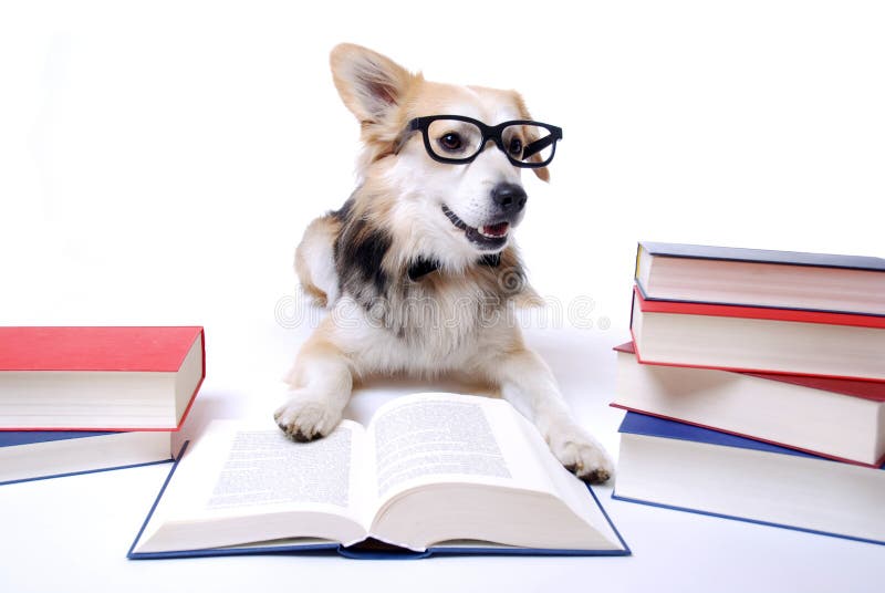 El perro lee el libro foto de archivo. Imagen de caza - 20311148