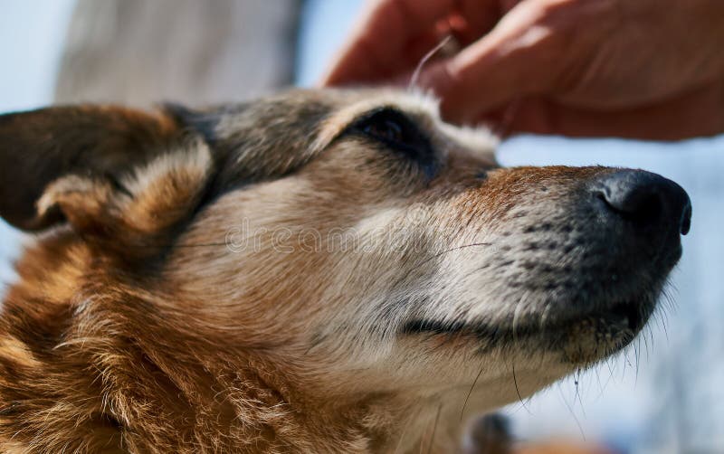 El Perro Nacional Es Un Chucho Foto de archivo - Imagen de hermoso ...