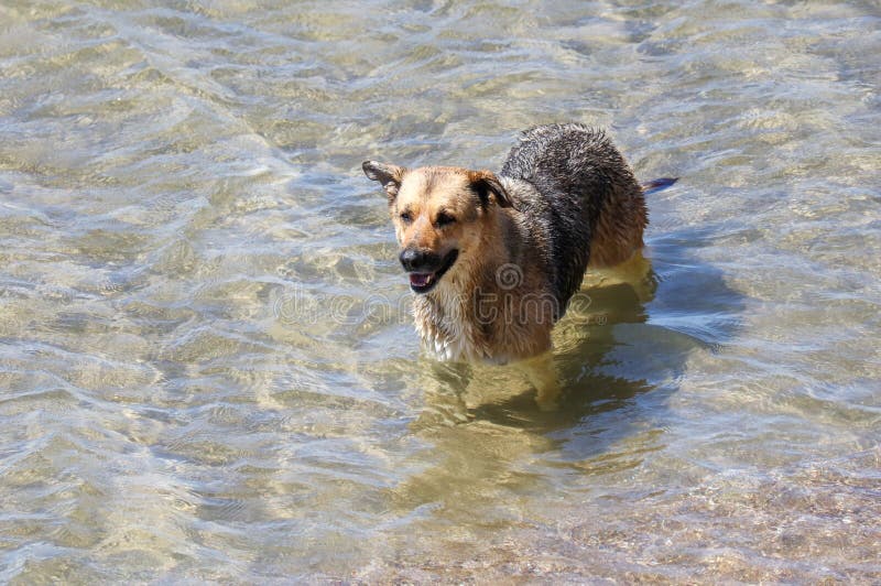 El perro nada en el mar. imagen de archivo. Imagen de sheepdog - 259968465