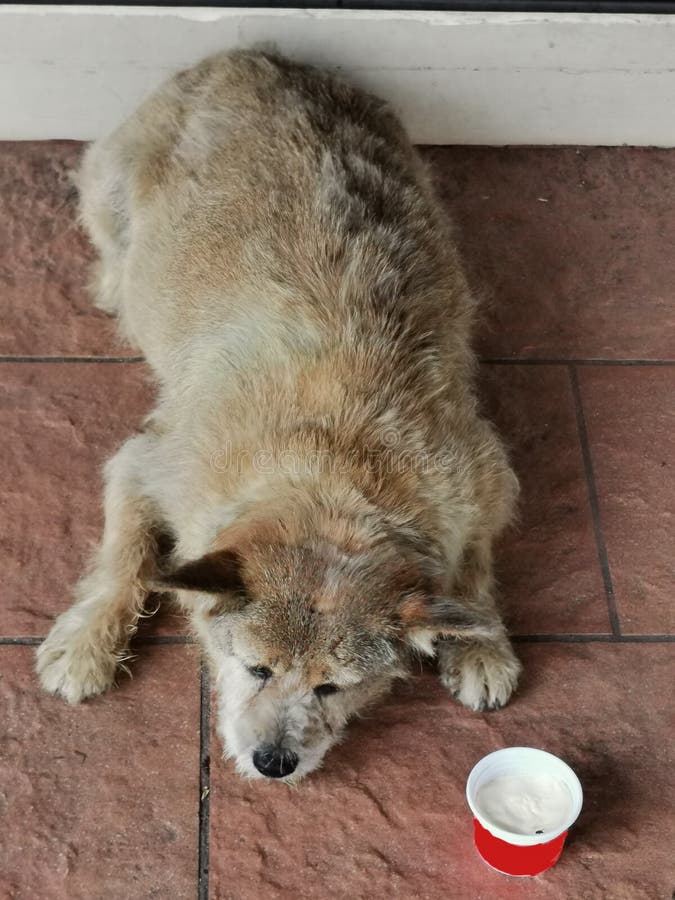 Perro pobre imagen de archivo. Imagen de homeless, finanzas - 55613237