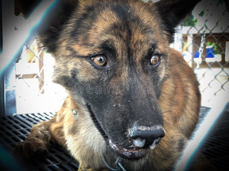 El Perro Se Atrapa En Una Jaula Foto de archivo - Imagen de recinto ...