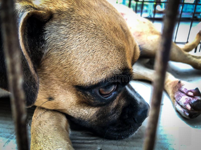 El Perro Se Atrapa En Una Jaula Foto de archivo - Imagen de animal ...