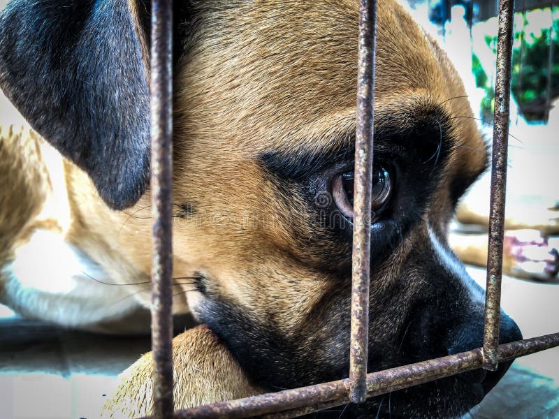 El Perro Se Atrapa En Una Jaula Foto de archivo - Imagen de perezoso ...