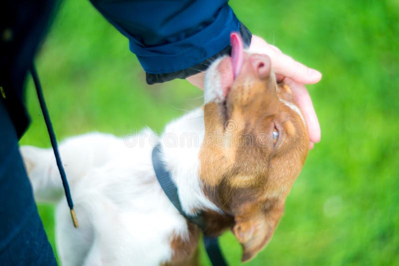 El Perro Se Lame La Mano Principal Foto de archivo - Imagen de cuidado ...