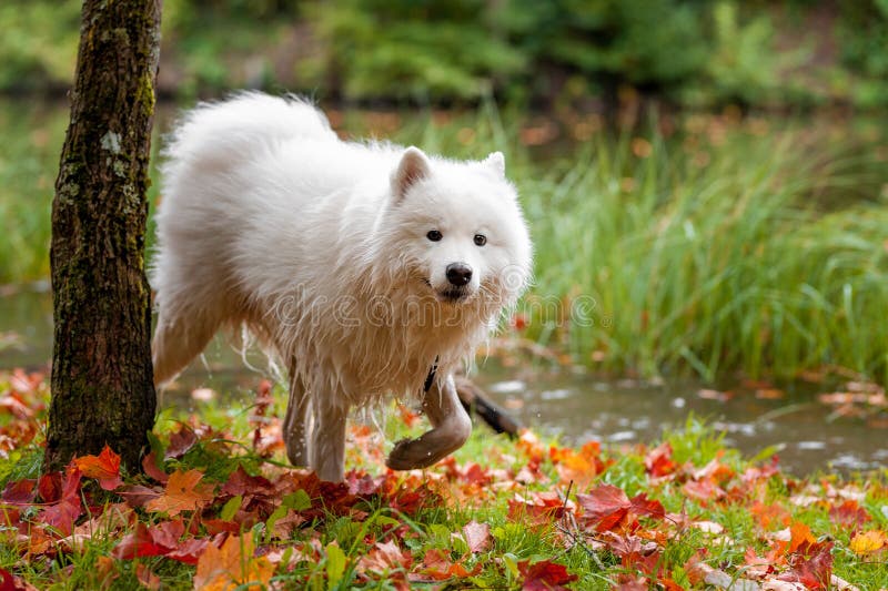 El Perro Seco Del Samoyedo Salta El Paseo En Hierba Imagen de archivo ...
