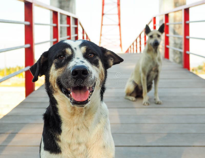 El Perro Sonriente Y Su Amigo Imagen de archivo - Imagen de canino ...