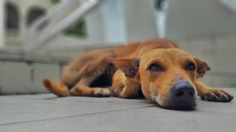 El Perro Un Animal De Confianza Imagen de archivo - Imagen de perrito ...