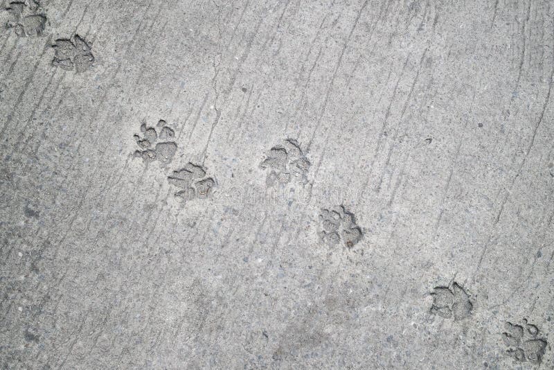 Huellas Del Perro En Fondo Concreto Del Piso Del Cemento Mojado Foto de ...