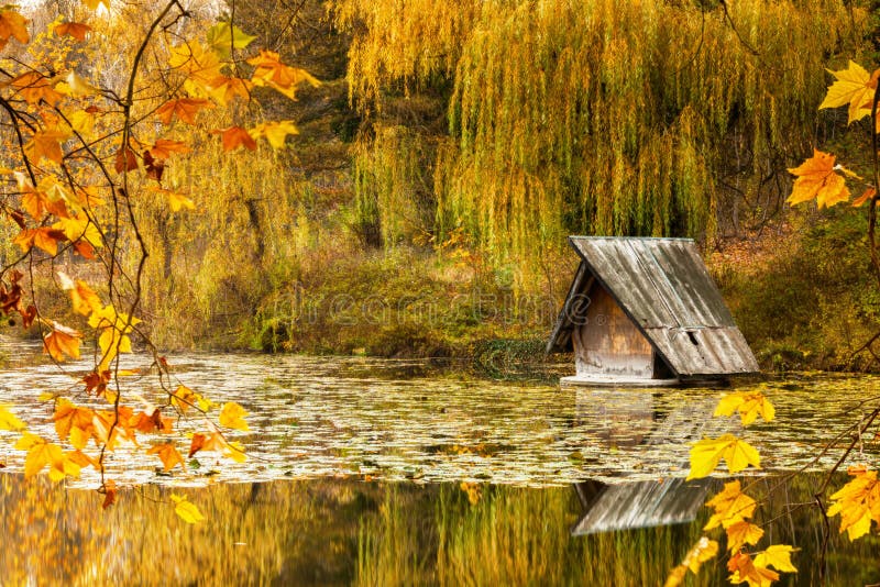 El Pesebre Del Pato En Un Lago Imagen de archivo - Imagen de bosque ...