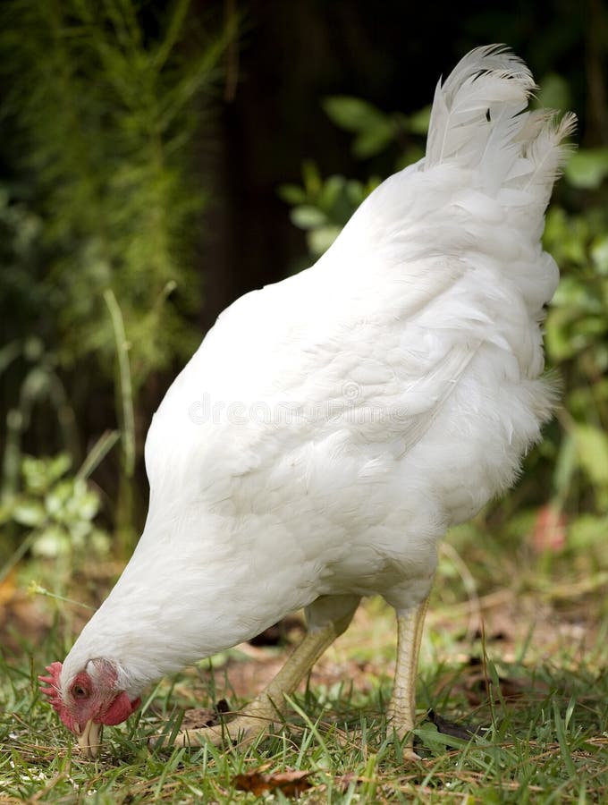 El picotear de la gallina foto de archivo. Imagen de negro - 12776750