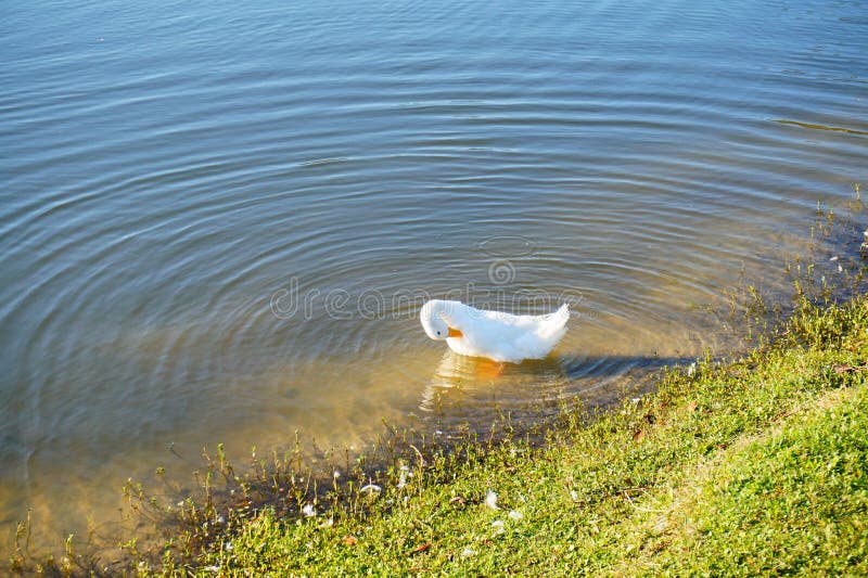El picotear de la pluma foto de archivo. Imagen de beber - 87362982