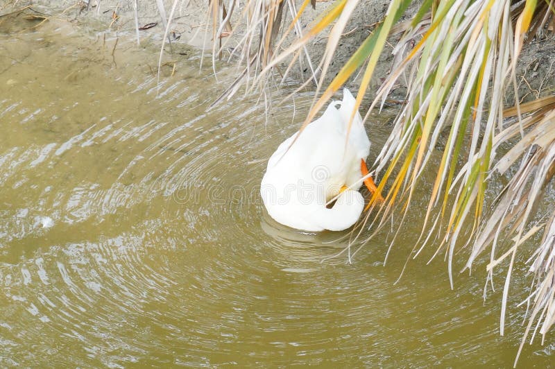 El Picotear De La Pluma Del Pato Imagen de archivo - Imagen de primer ...