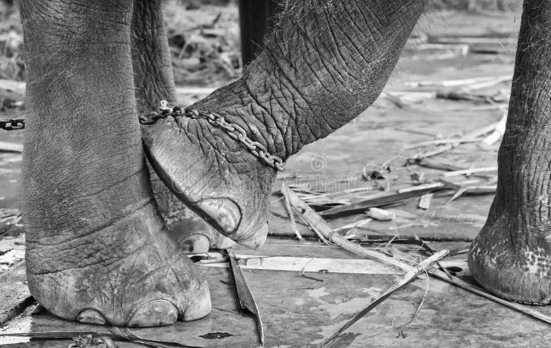 El Pie Del Elefante Atado a Una Cadena Imagen de archivo - Imagen de ...