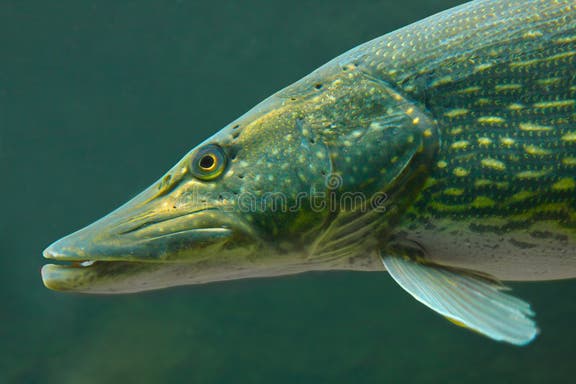 El lucio (Esox Lucius) imagen de archivo. Imagen de cubo - 18538679