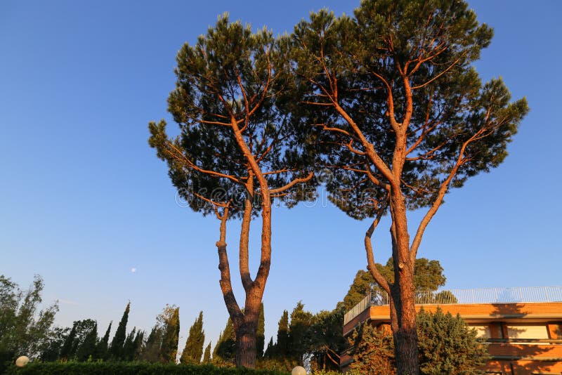 El pino en Italia foto de archivo. Imagen de pino, paisaje - 58451996