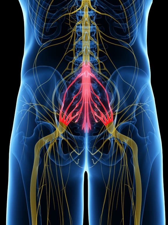 El plexo sacro stock de ilustración. Ilustración de esquelético - 101294423