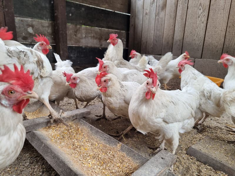 El Pollo De La Gallina Come Grano Foto de archivo - Imagen de ...