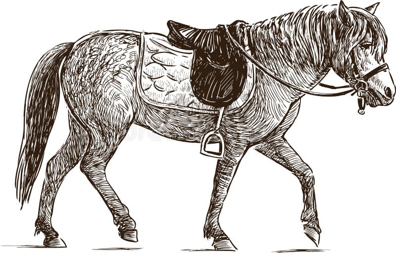 Cabeza del potro ilustración del vector. Ilustración de caballo - 46203080