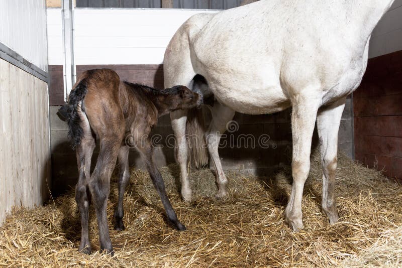 Un Potro Bebe La Leche De Un Caballo Imagen de archivo - Imagen de ...