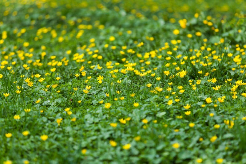 La pradera primaveral imagen de archivo. Imagen de brillante - 40295029