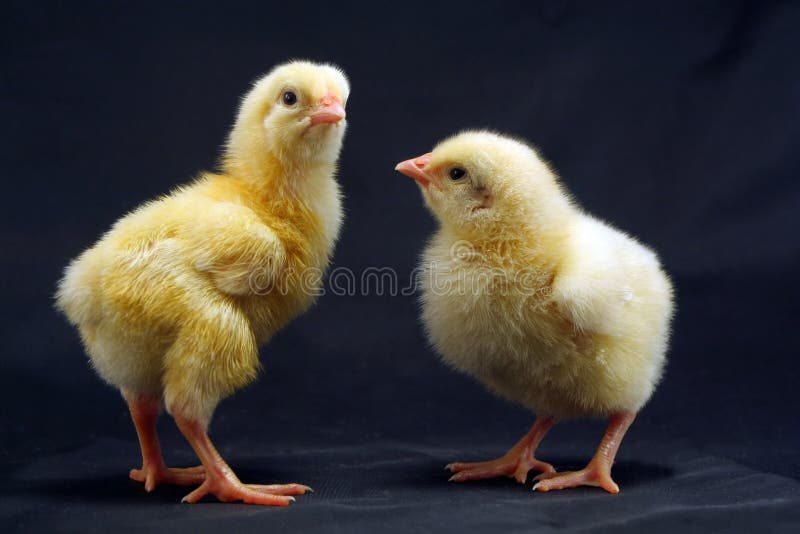 El pollo que se pregunta foto de archivo. Imagen de malta - 140212228