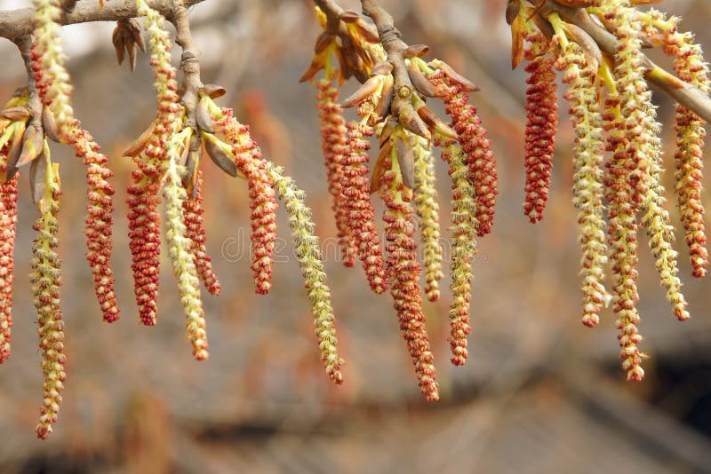 Flores De álamo Del Populus Nigra En La Primavera En El Jardín Foto de ...