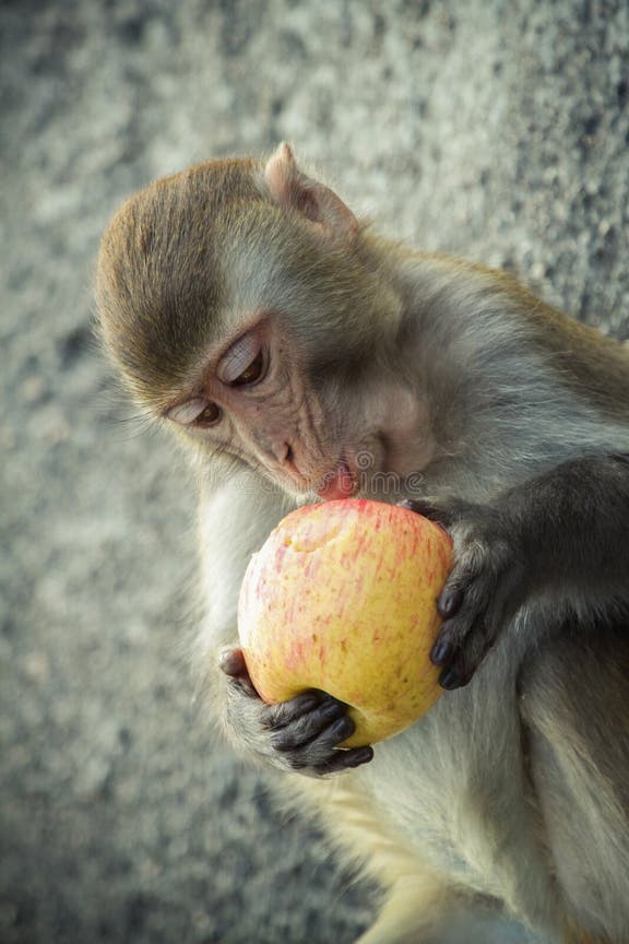 El probar imagen de archivo. Imagen de lindo, descubierto - 30790225