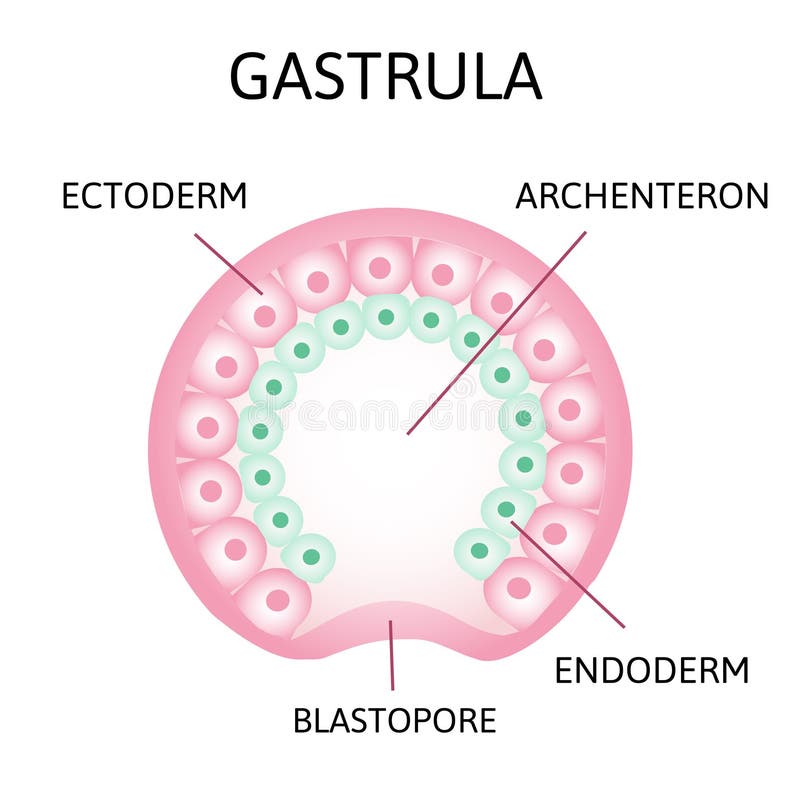 El Proceso De Gastrulación. Resto De Blastocoel Invaginante Endodermo ...