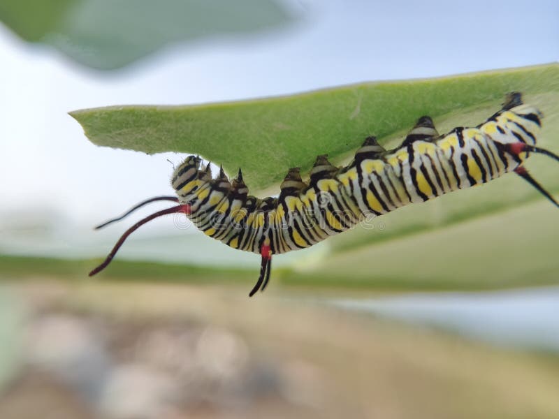 El Proceso De Metamorfosis De Las Mariposas Foto de archivo - Imagen de ...