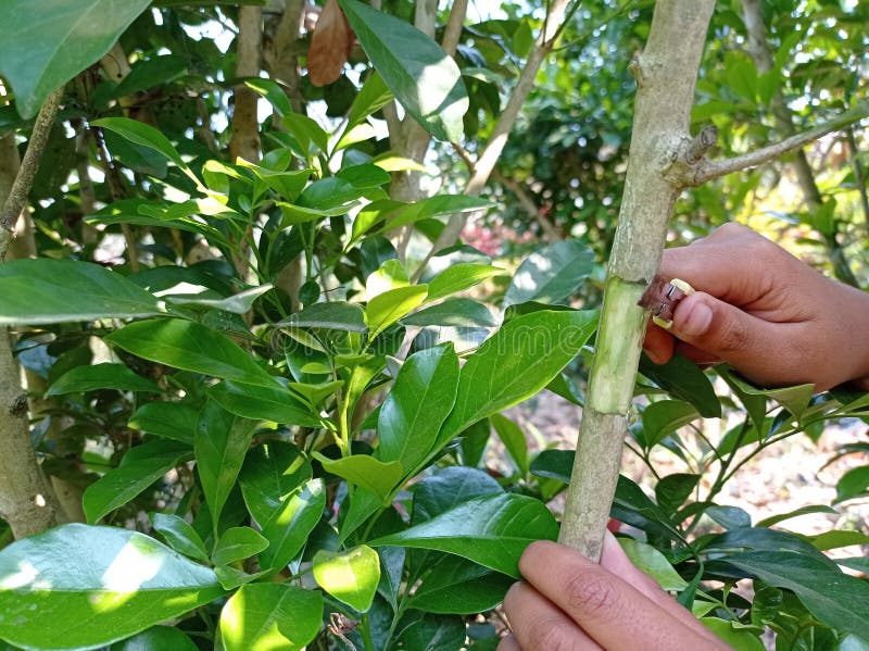El Proceso Inicial De Injerto Foto de archivo - Imagen de proceso ...