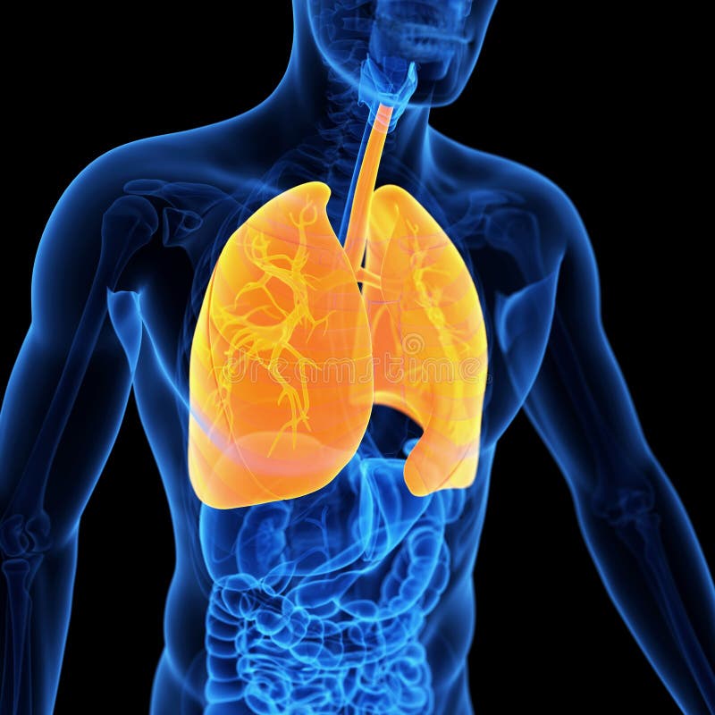 El pulmón stock de ilustración. Ilustración de vitales - 45382173
