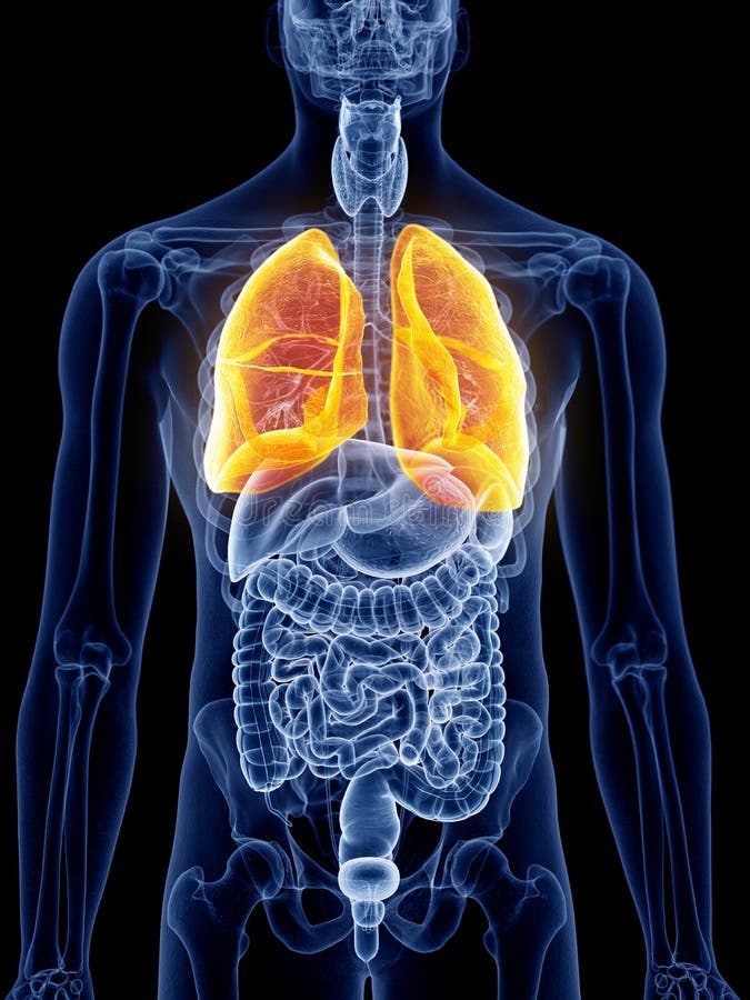 El pulmón stock de ilustración. Ilustración de visceras - 73538644