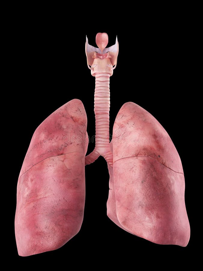 El pulmón humano stock de ilustración. Ilustración de ciencia - 57843518